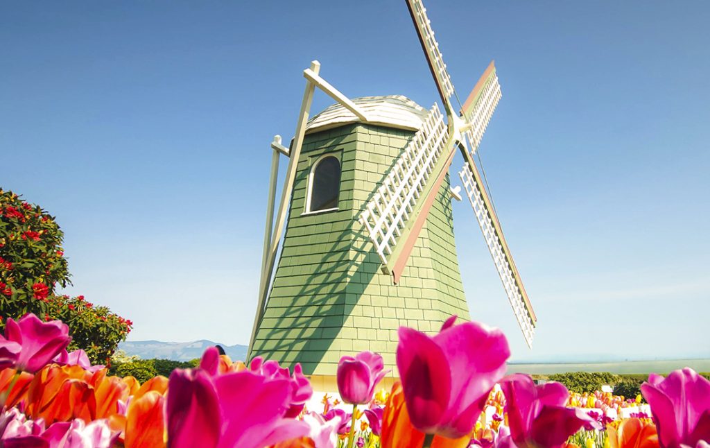 Ver campos de tulipanes en Holanda - Camaleontours
