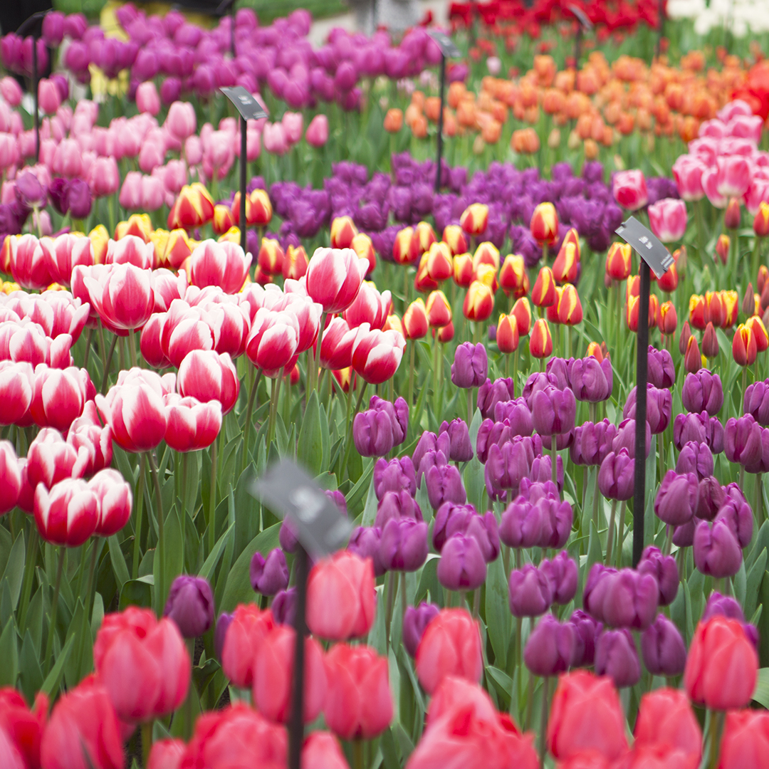 Ver campos de tulipanes en Holanda - Camaleontours